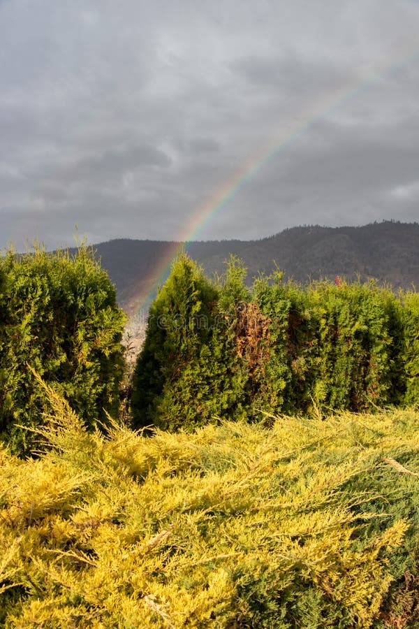 Rainbow and Cedar Shrubs in the Mountains Stock Photo - Image of ...
