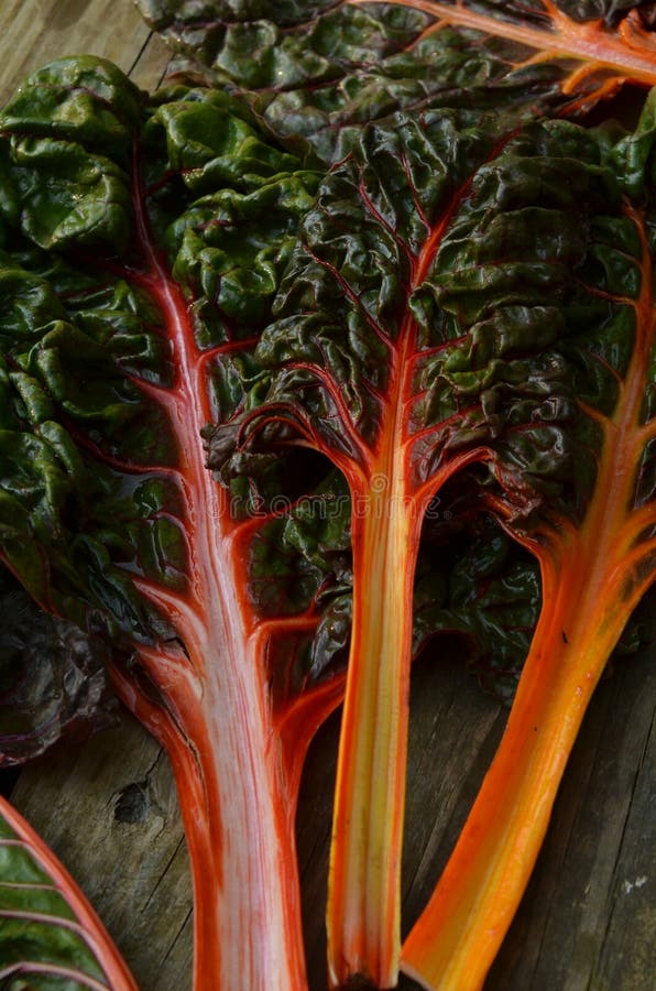 Rainbow chard stock image. Image of sunlight, colors - 94989199