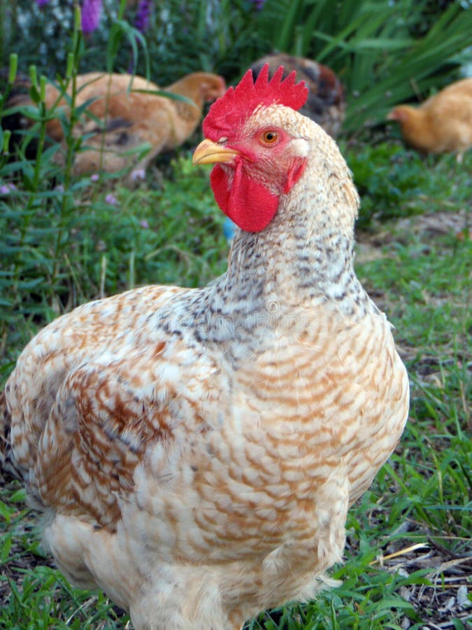 Rainbow Chicken stock photo. Image of chickens, chicken - 88582662