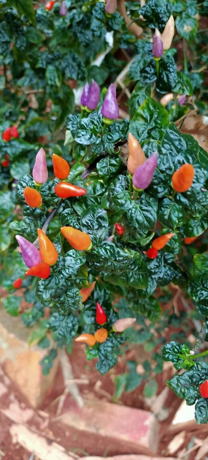 Rainbow Chili in Front My House Stock Photo - Image of garden, chili ...