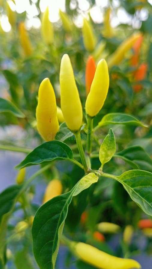 Rainbow chilli stock photo. Image of tanaman, petani - 300623792