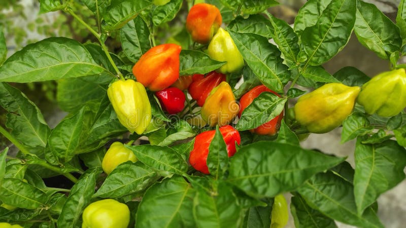 Rainbow Chilli stock image. Image of gourd, herb, dish - 261835605