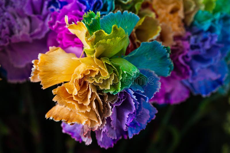 Colorful carnations stock image. Image of petal, natural - 3399555