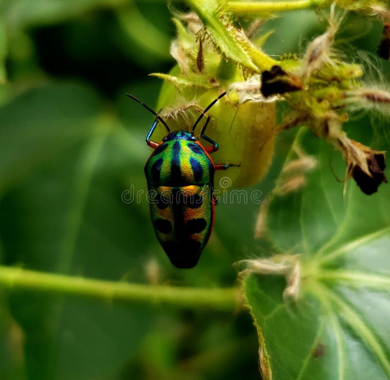 Israel Asafo (Asisphotos) - Photographer profile