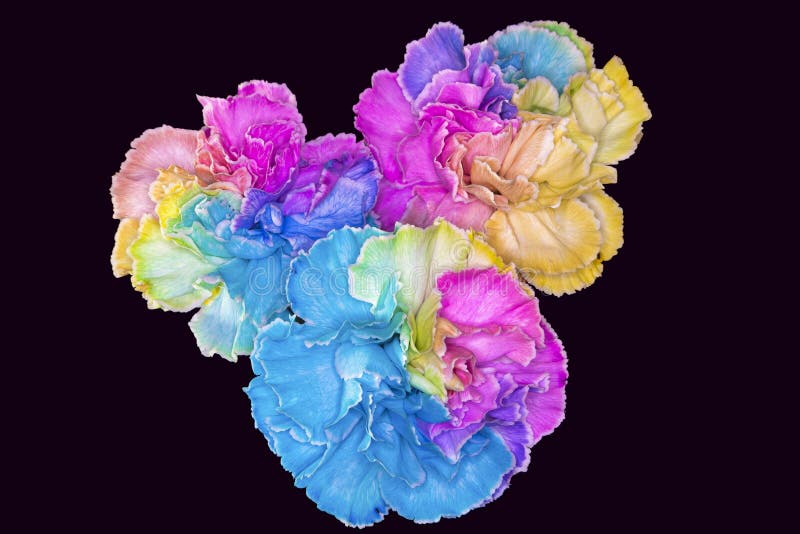 Rainbow colored Carnations stock image. Image of love - 177559627