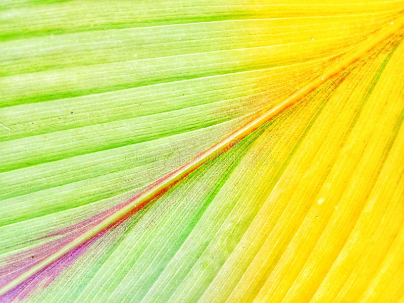 Rainbow Colored Leaf Texture with Small, Dense Lines Stock Photo ...