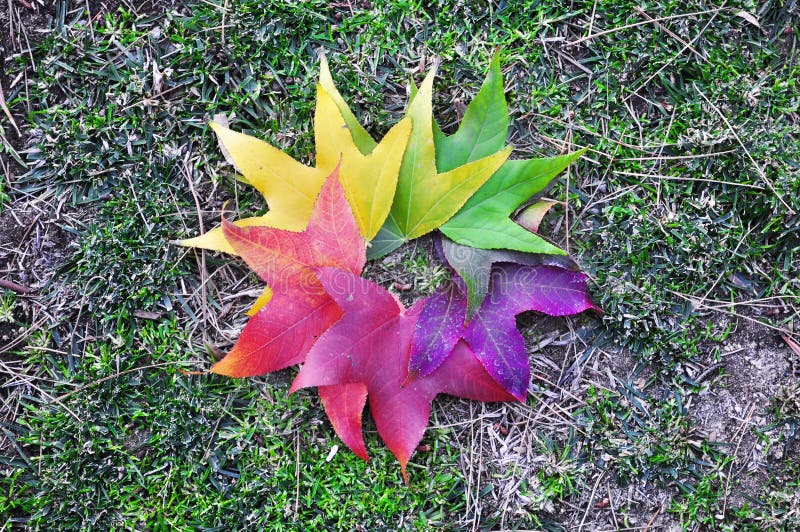 Rainbow Colored Leaves Fall Foliage Stock Image - Image of colors ...