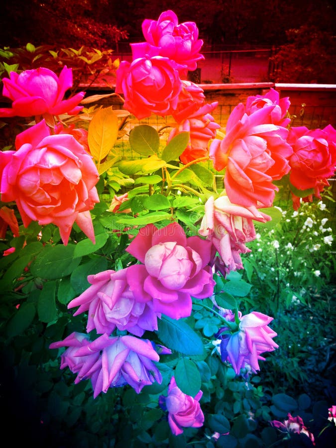 Rainbow Colored Roses in the Garden Stock Photo - Image of colored ...