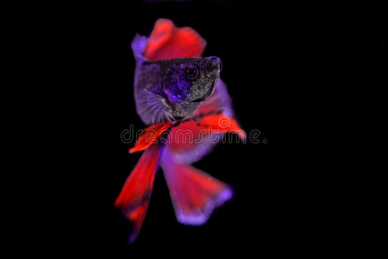 Rainbow Colored Siamese Fighting Fish, Betta Splendens, with a Black ...