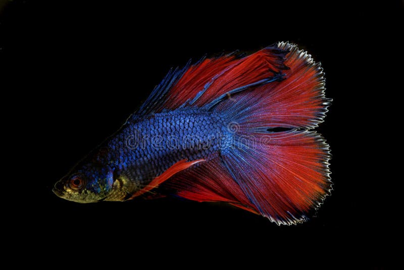 Rainbow Colored Siamese Fighting Fish, Betta Splendens, with a Black ...