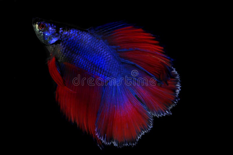 Male Black-winged Red Bishop, Euplectes Hordeaceus, Hidden in a Bush ...