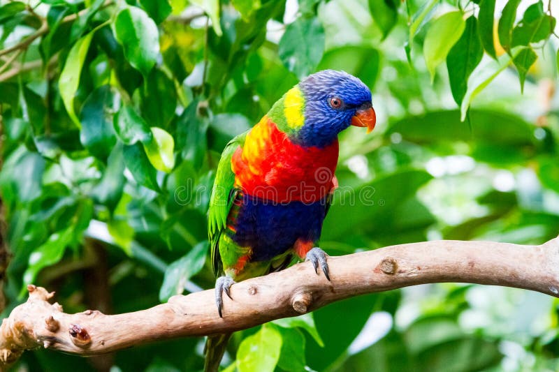 Rainbow Colorful Parrot Bird Stock Photo - Image of standing, lorikeet ...