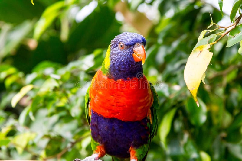 Rainbow Colorful Parrot Bird Stock Image - Image of full, feather ...