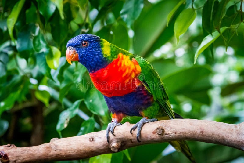 Rainbow Colorful Parrot Bird Stock Image - Image of flower, color: 68925949