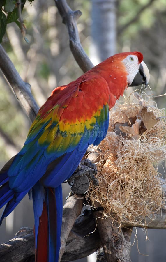 Rainbow of Colors on the Feathers of a Parrot Stock Image - Image of ...