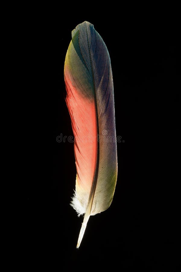 Rainbow Colors of Parrot Feather Stock Photo - Image of elegance, black ...