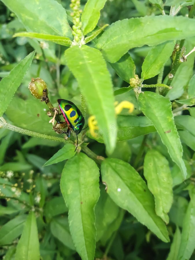 Rainbow Colour Insect on a Leaf Stock Image - Image of animal, plant ...