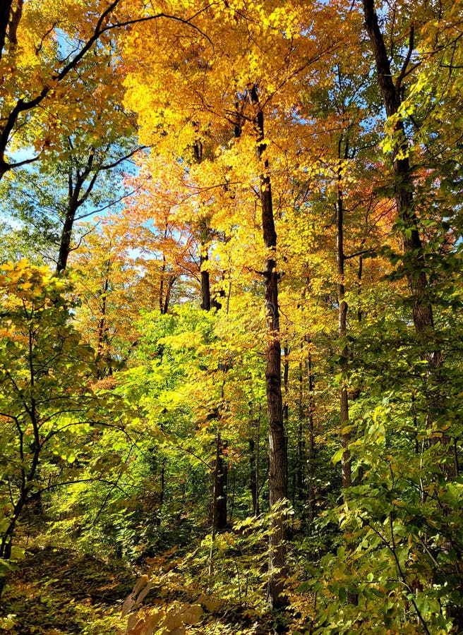 A Rainbow of Colour in Walker Woods Stock Image - Image of orange ...