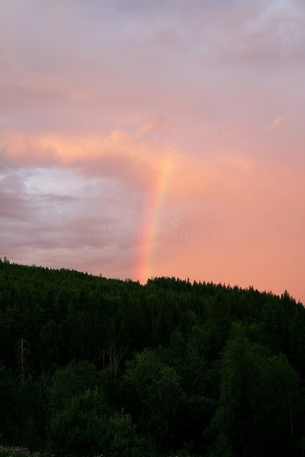 Rainbow Column Over a Forest Stock Photo - Image of rainbow, nature ...