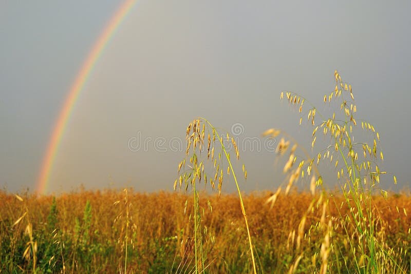 Rainbow in corn field stock image. Image of beautiful - 26054943
