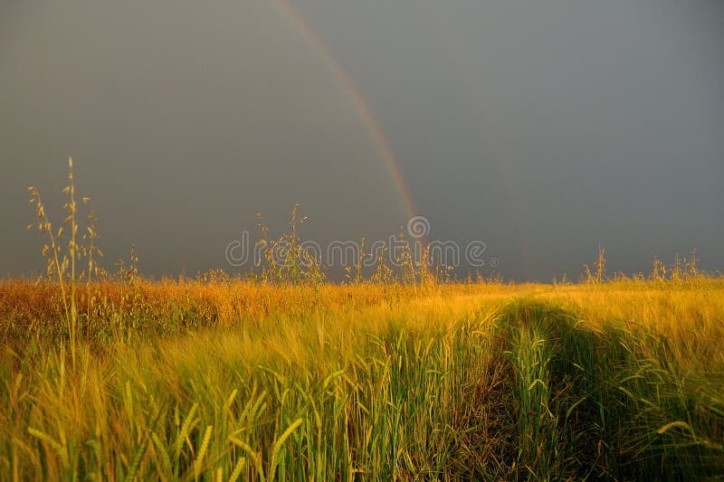 Rainbow in corn field stock photo. Image of golden, farm - 26054982