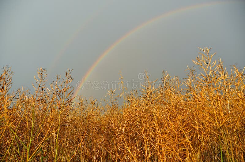 Rainbow in corn field stock photo. Image of golden, farm - 26054982