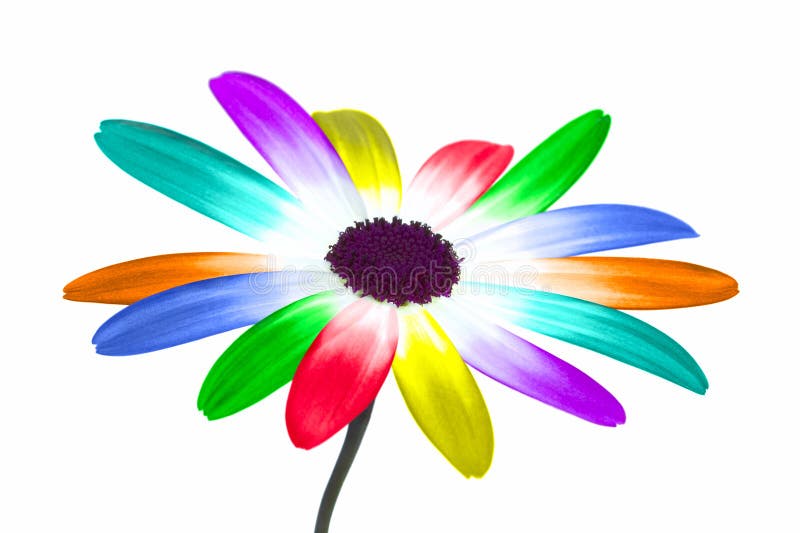 Rainbow Multi Colored Petals of Daisy Flower Stock Image - Image of ...