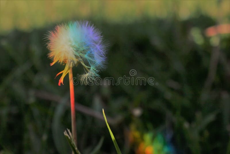 Rainbow Dandelion stock photo. Image of prism, green - 246938376