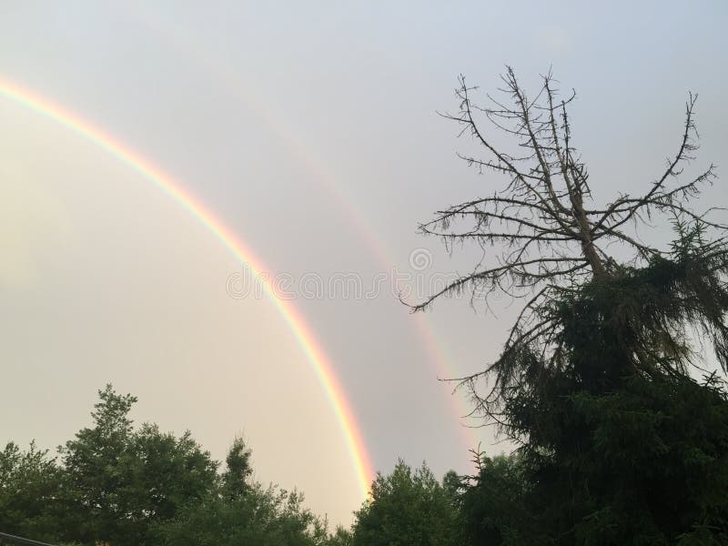 Rainbow and dead tree stock photo. Image of colors, tree - 155248124