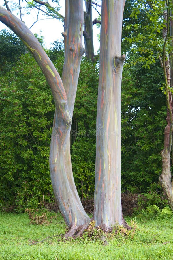 Eucalyptus Tree stock photo. Image of single, australian - 16468226