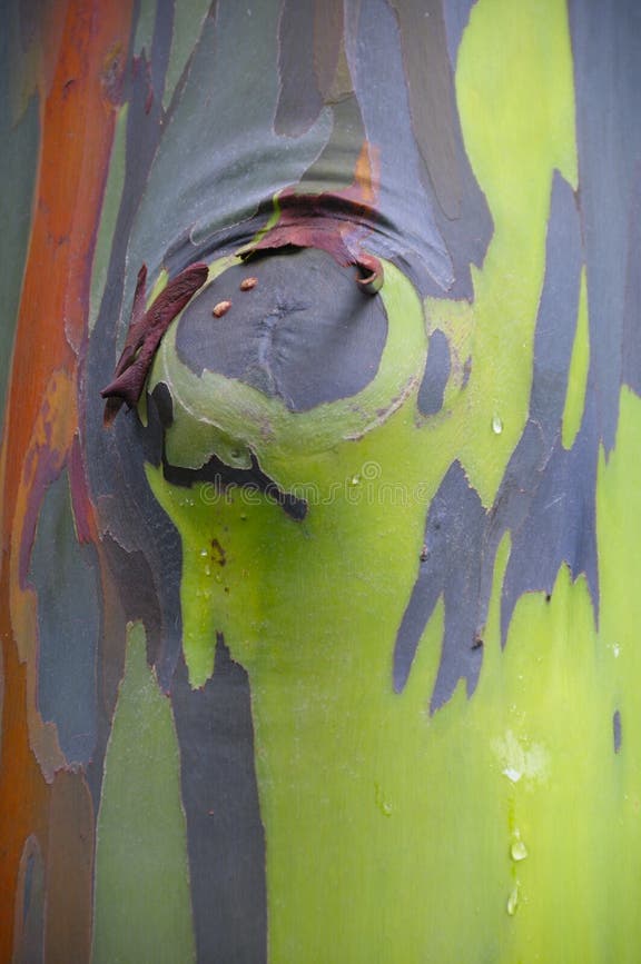 Rainbow Eucalyptus, Colorful Tree Bark Stock Image - Image of timber ...