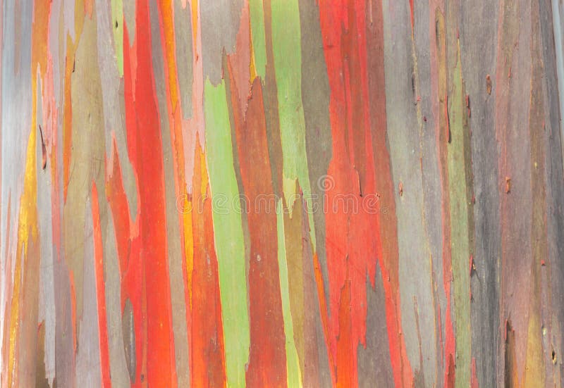 Horizontal Rainbow Eucalyptus Tree Bark Stock Image - Image of rare ...
