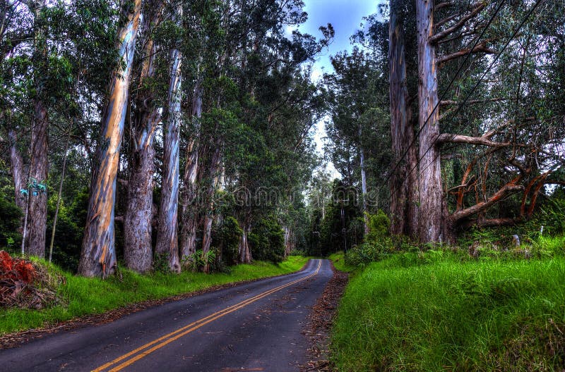 Rainbow eucalyptus trees stock photo. Image of hawaiian - 16928686