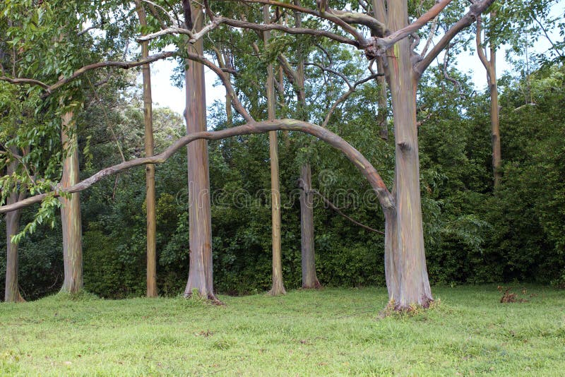 Rainbow Eucalyptus Grove stock photo. Image of tropical - 22118138