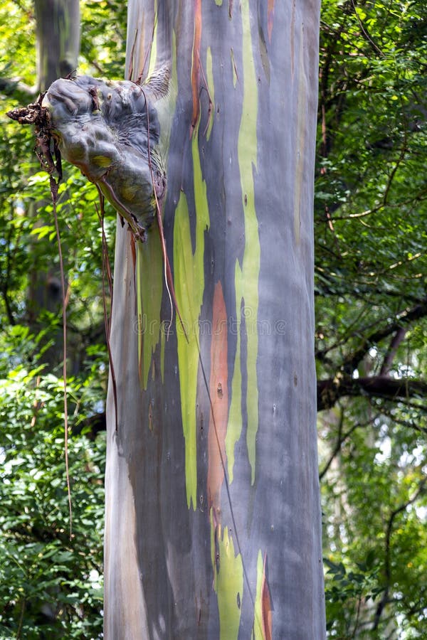 Rainbow Painted Eucalyptus (Gum) Tree Bark Background Stock Image ...