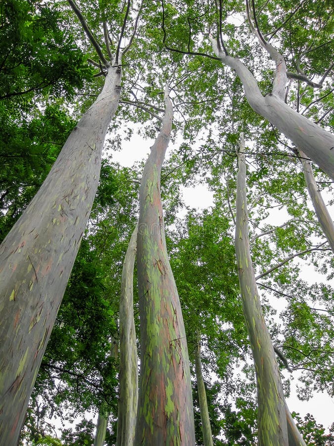 Painted Eucalyptus trees stock image. Image of eucalyptus - 42033195