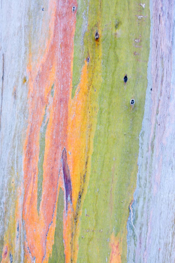Rainbow Eucalyptus, Colorful Tree Bark Stock Image - Image of timber ...