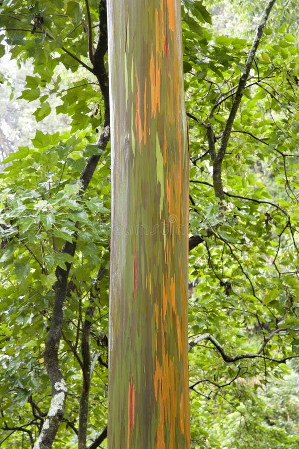 Rainbow Gum Tree In Farmville