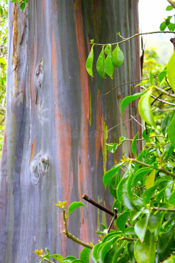 Rainbow Eucalyptus Trees, Maui, Hawaiian Islands Stock Image - Image of ...
