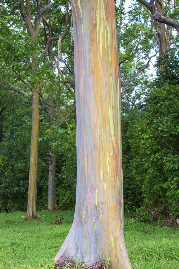 Rainbow Eucalyptus Tree Bark Stock Photo - Image of hawaii, rainforest ...