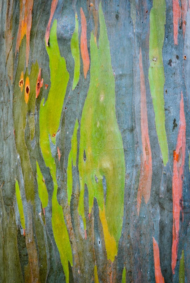 Horizontal Rainbow Eucalyptus Tree Bark Stock Image - Image of rare ...