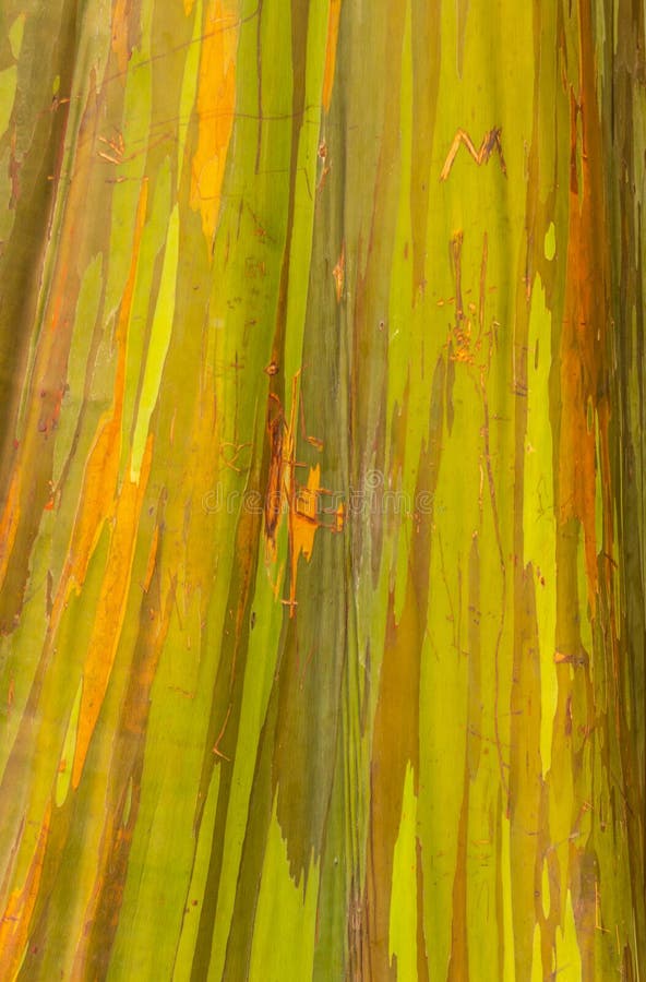 Rainbow Eucalyptus stock image. Image of tree, eucalyptus - 17219955