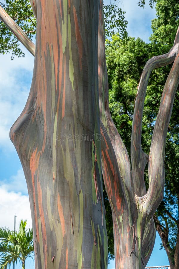 Rainbow Eucalyptus Tree Bark in Oahu Hawaii Near Dole Plantation Stock ...