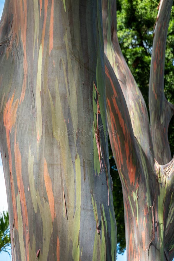 Rainbow Eucalyptus Tree Bark in Oahu Hawaii Near Dole Plantation Stock ...