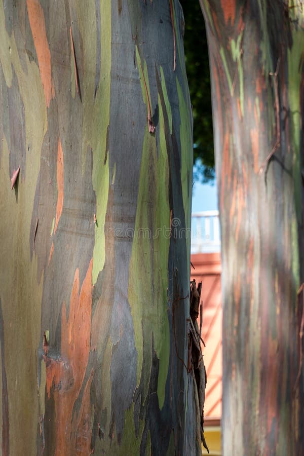 Rainbow Eucalyptus Tree Bark in Oahu Hawaii Near Dole Plantation Stock ...