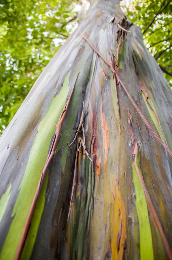 Rainbow Eucalyptus Tree stock photo. Image of hawaii - 91831710