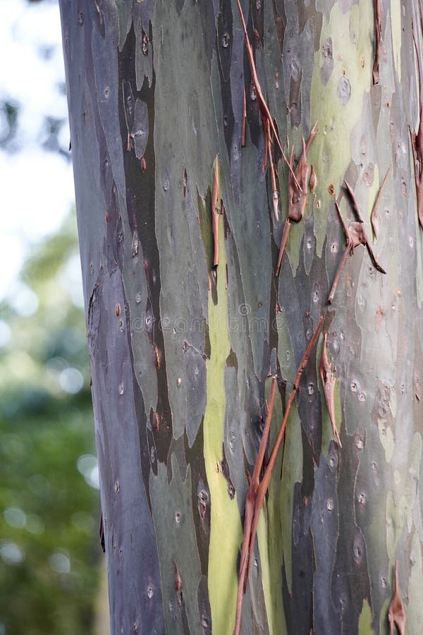 Rainbow Eucalyptus Tree Bark Textures Stock Image - Image of eucalyptus ...