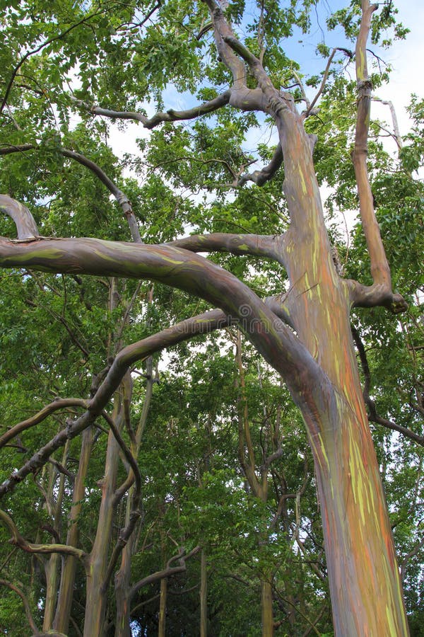 Rainbow Eucalyptus Trees, Maui, Hawaiian Islands Stock Image - Image of ...