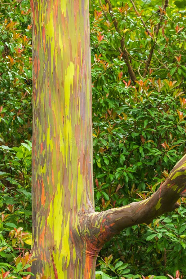 Rainbow Eucalyptus Trees stock photo. Image of hana, outdoors - 28372076