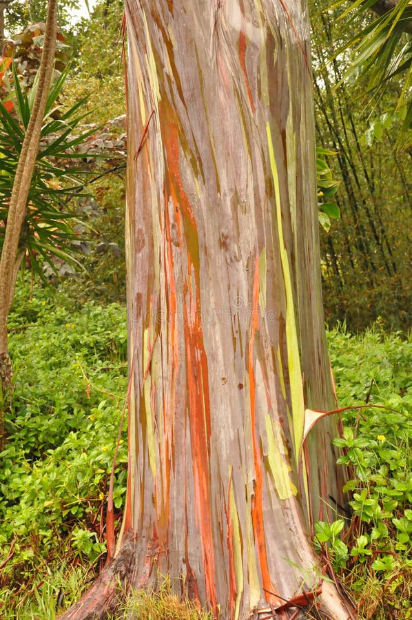 Amazing rainbow eucalyptus stock photo. Image of arboretum - 38789374